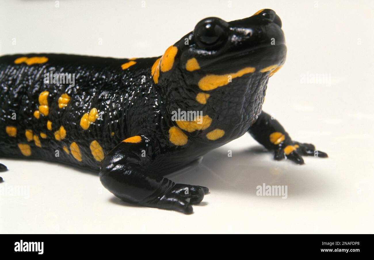 Fire salamander side view hi-res stock photography and images - Alamy