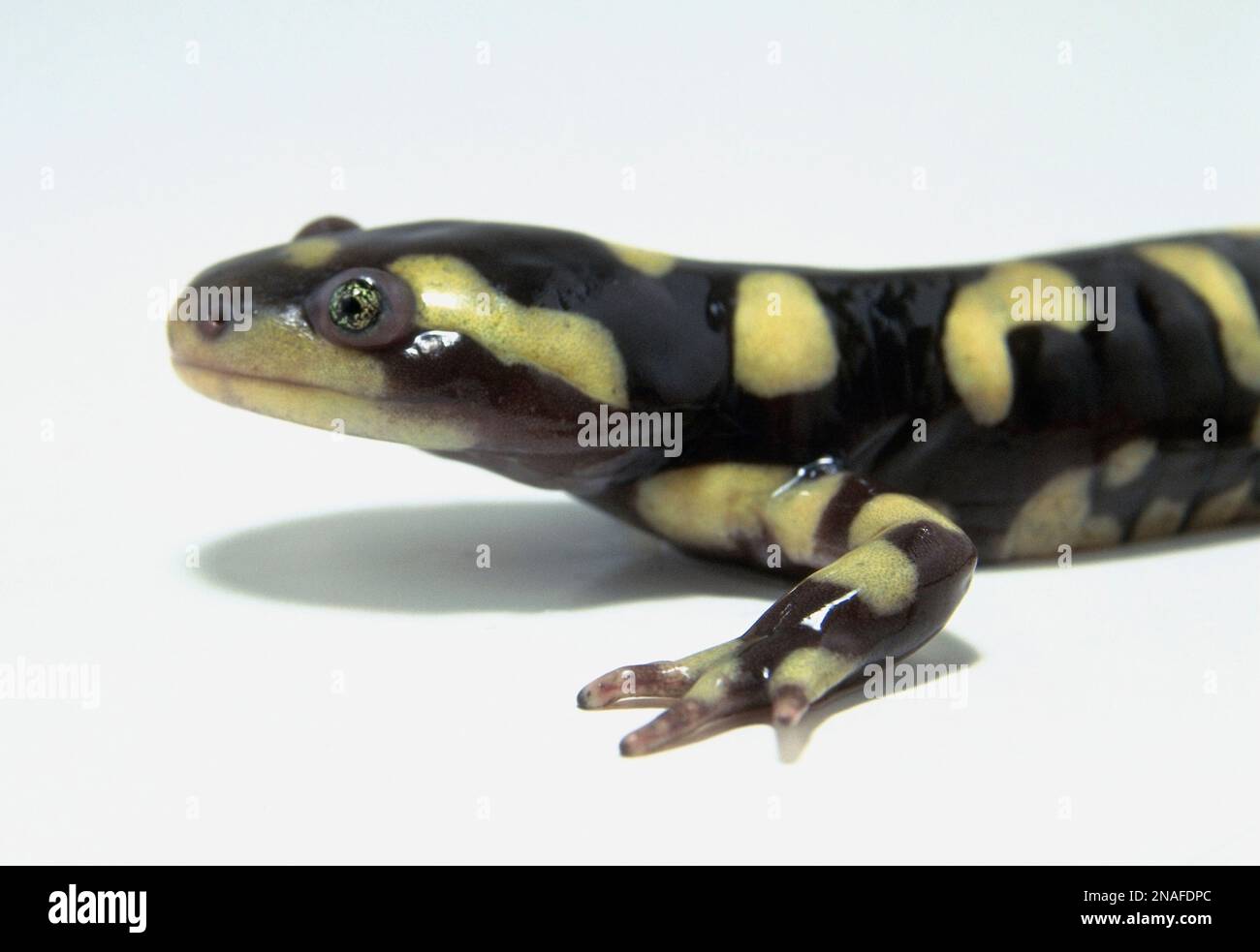 Side view of Tiger Salamander Stock Photo - Alamy