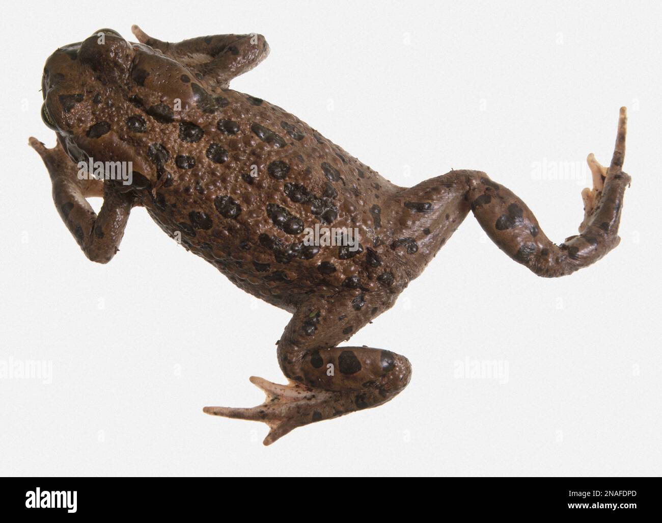 Side view of European Common Toad Stock Photo - Alamy