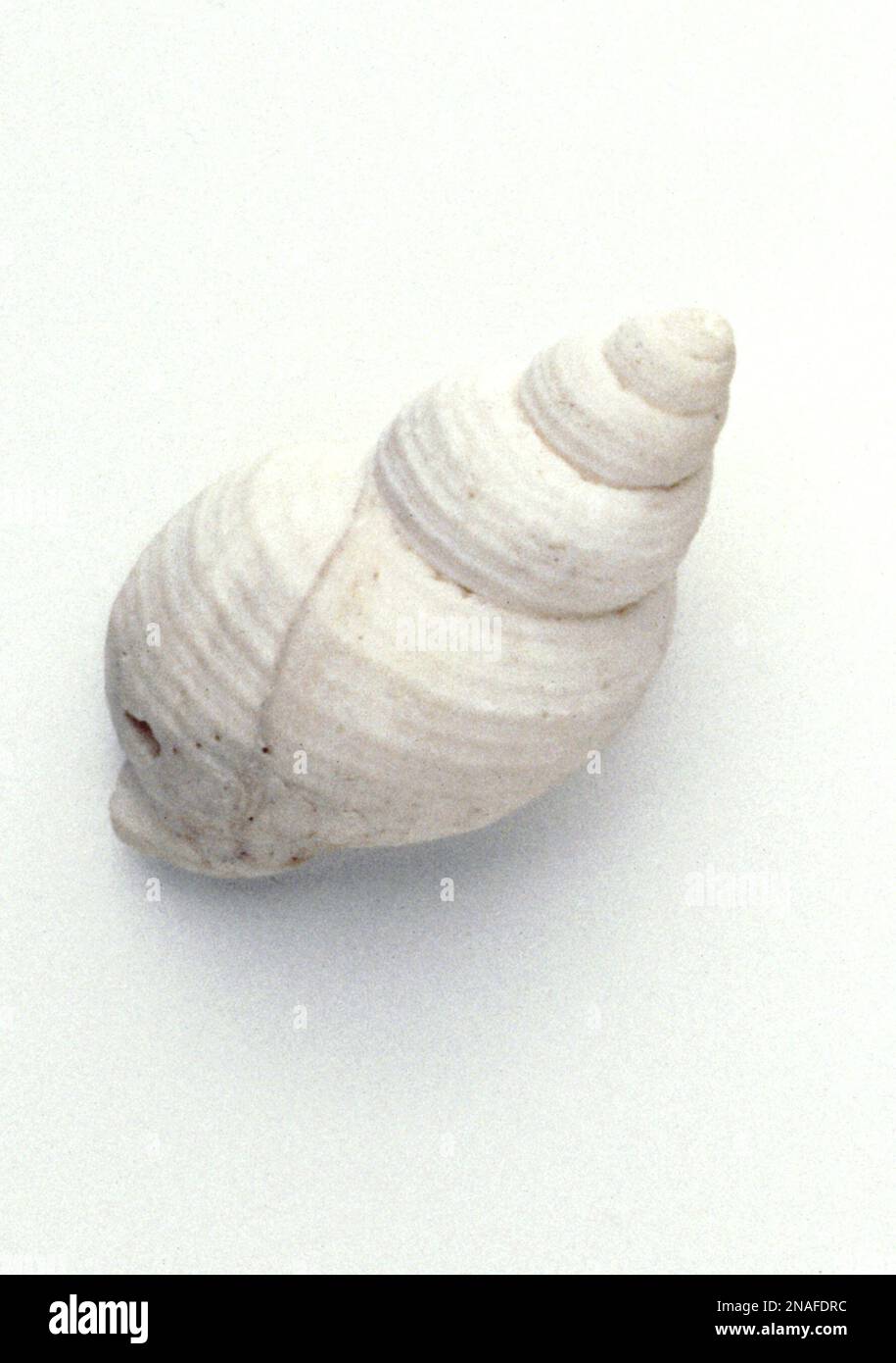 Dog Whelk shell Stock Photo - Alamy