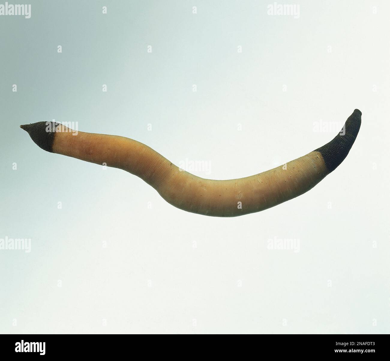Peanut worm hi-res stock photography and images - Alamy