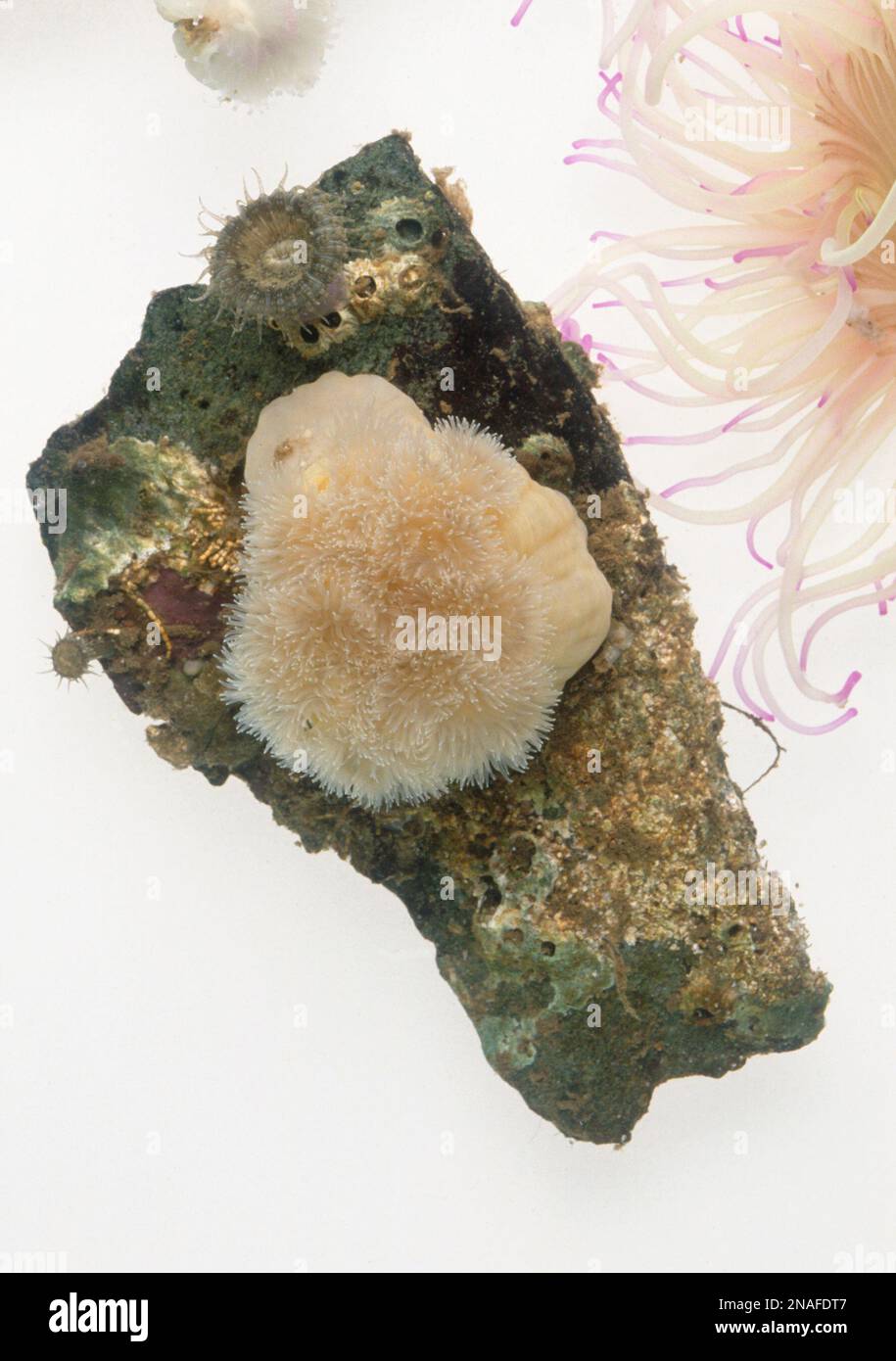 Barnacle attached hi-res stock photography and images - Alamy