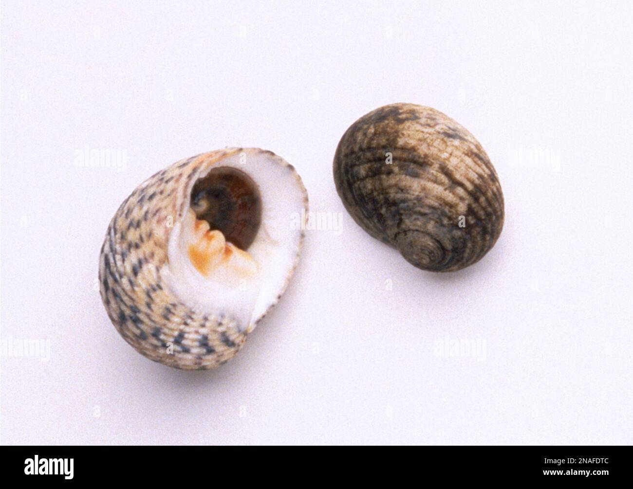 Nerite hi-res stock photography and images - Alamy