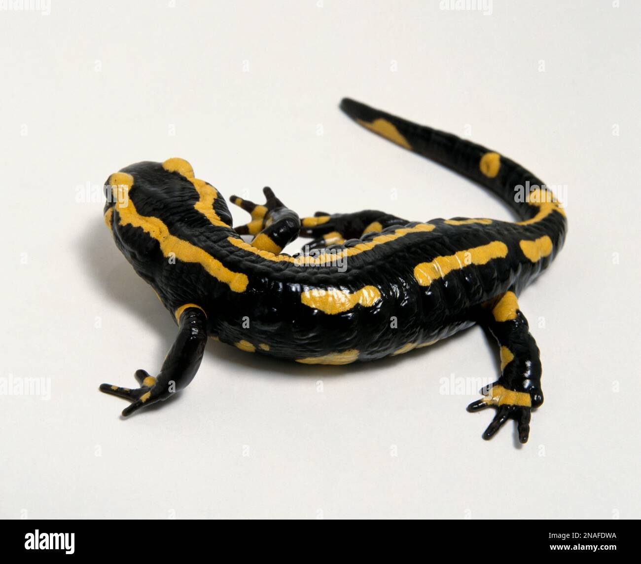 Overhead view of European Fire Salamander Stock Photo - Alamy
