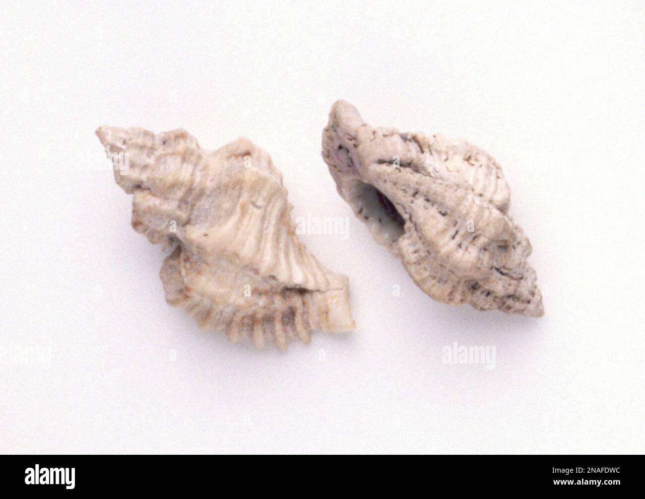 Two Sting Winkle shells Stock Photo - Alamy