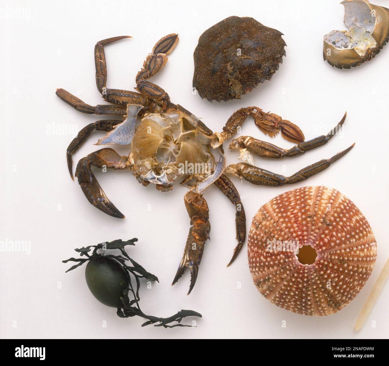 Velvet Swimming Crab fallen apart in early stages of decay Stock Photo ...