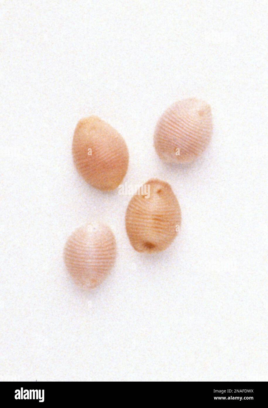 European cowrie hi-res stock photography and images - Alamy