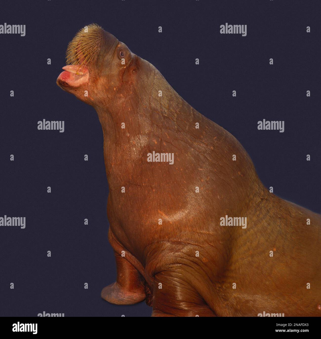 Whistling walrus hi-res stock photography and images - Alamy