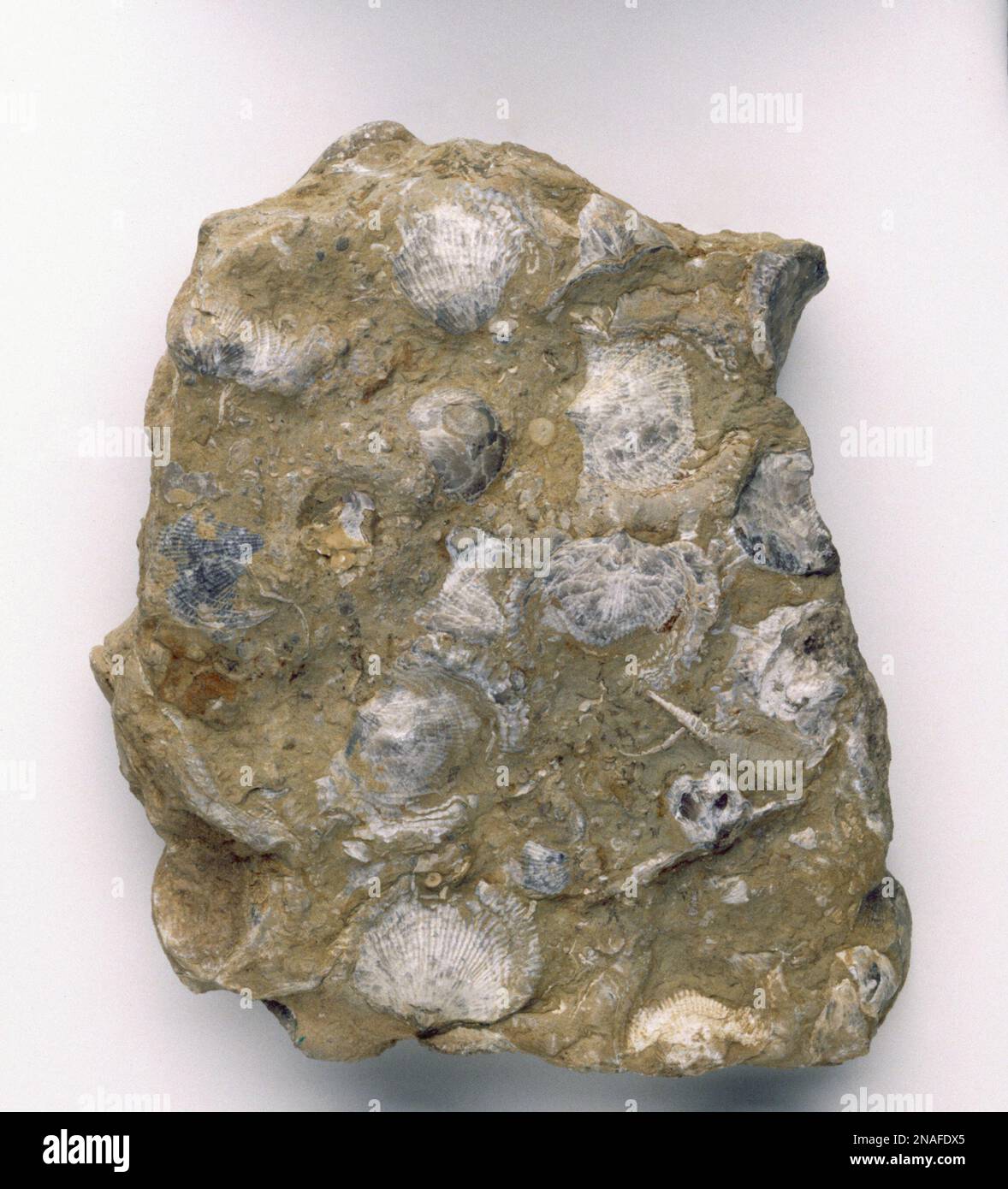 Slab of Limestone Stock Photo - Alamy