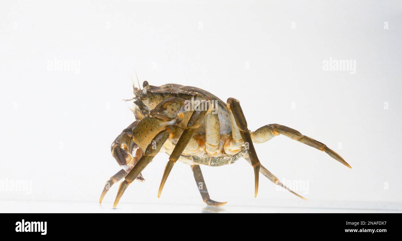 Side view of Shore Crab Stock Photo - Alamy