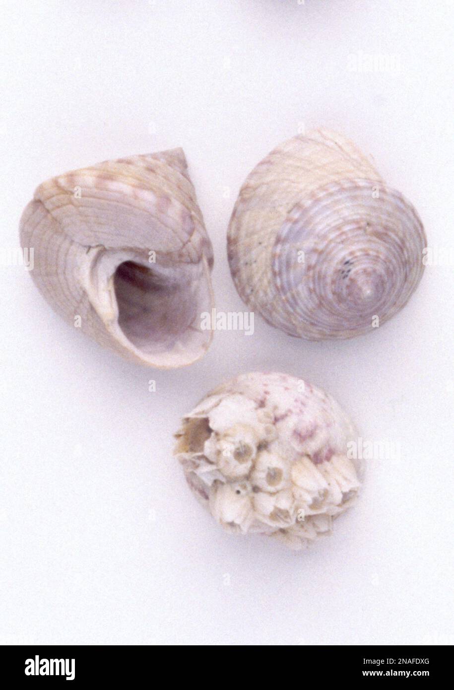 Painted topshells hi-res stock photography and images - Alamy