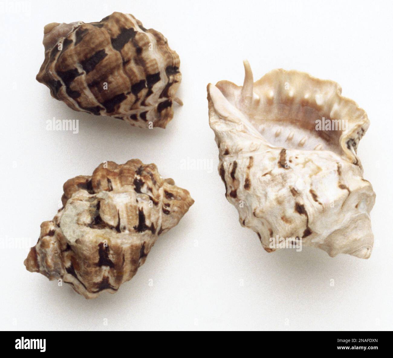 Three Dog Whelk shells from North America's west coast Stock Photo - Alamy