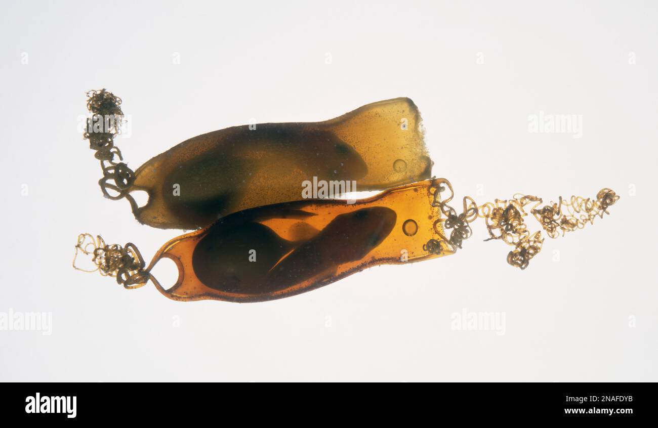 Eggcases hi-res stock photography and images - Alamy