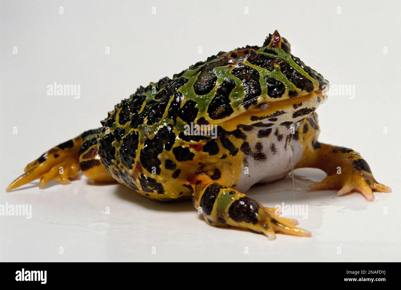 Ornate toad hi-res stock photography and images - Alamy