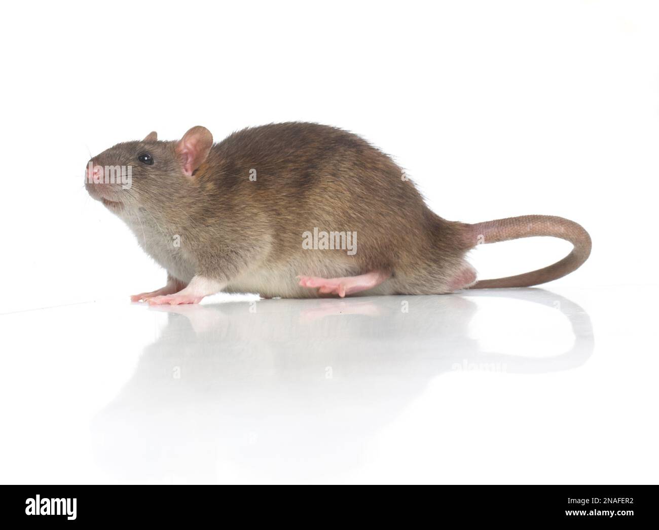 Dumbo rat, pet rat Stock Photo - Alamy