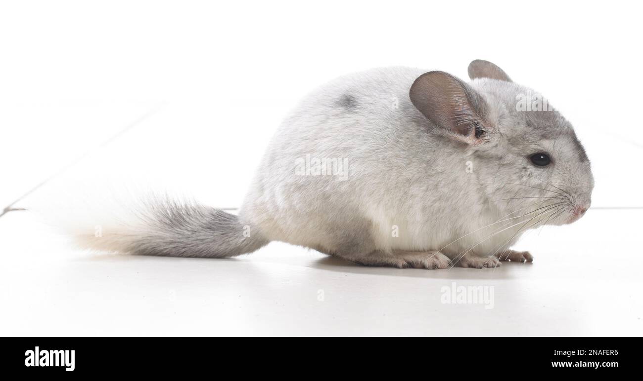 Chinchilla cut out hi-res stock photography and images - Alamy