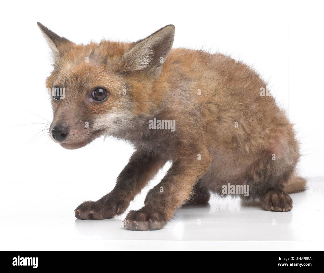 Fox cub, Red Fox (Vulpes vulpes), 5-week-old Stock Photo - Alamy