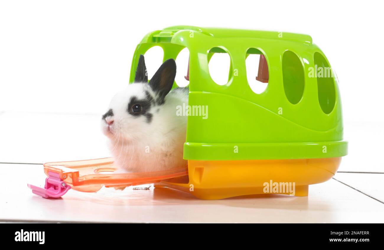Black and white rabbit standing in pet carrier Stock Photo - Alamy