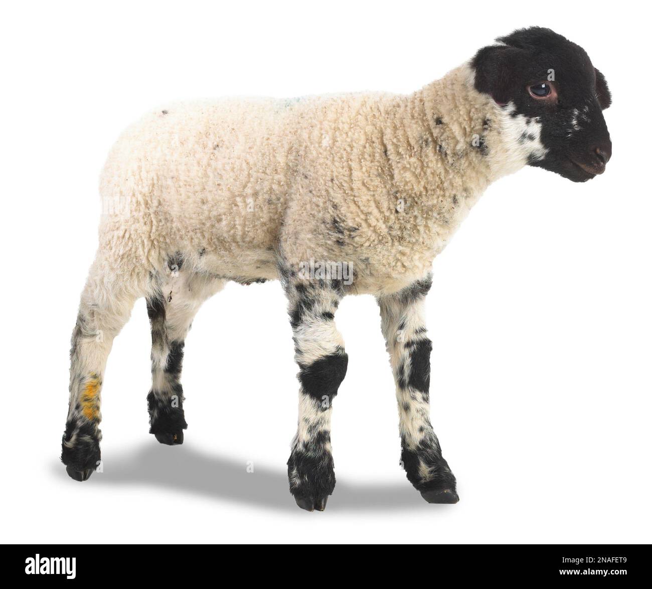 Lamb, Rough fell cross Charollais sheep, 4-week-old male Stock Photo ...