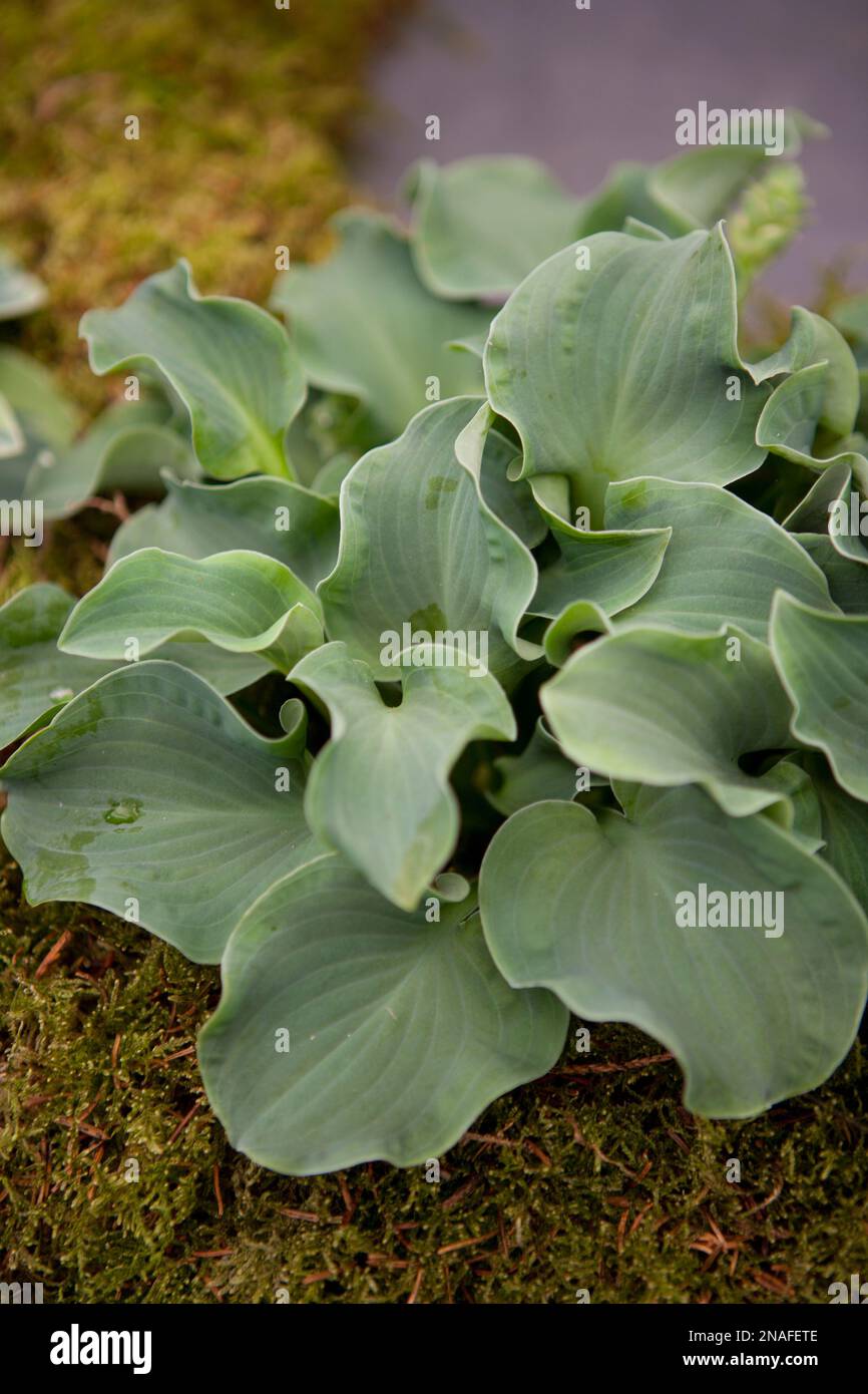 Hosta 'Dancing Mouse' Stock Photo - Alamy