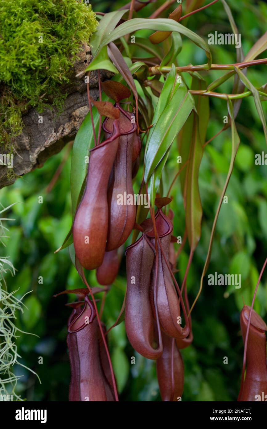Nepenthes 'Rebecca Soper' Stock Photo - Alamy