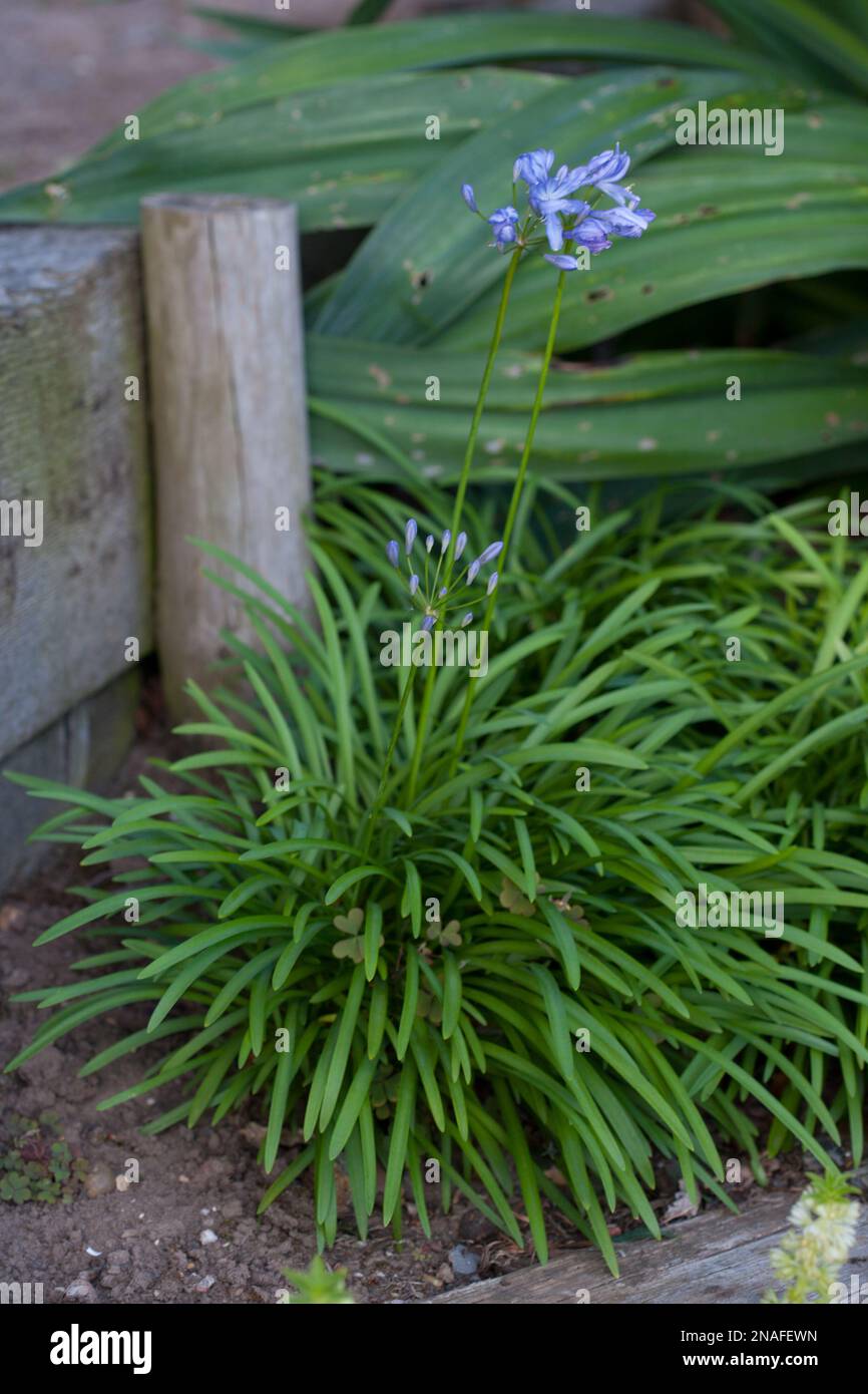 Agapanthus 'Peter Pan' Stock Photo - Alamy