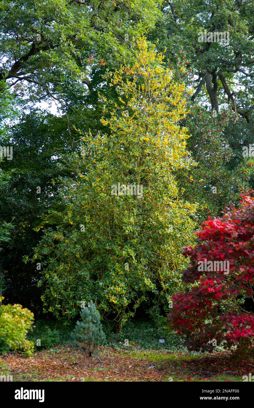 Ilex aquifolium pyramidalis hi-res stock photography and images - Alamy