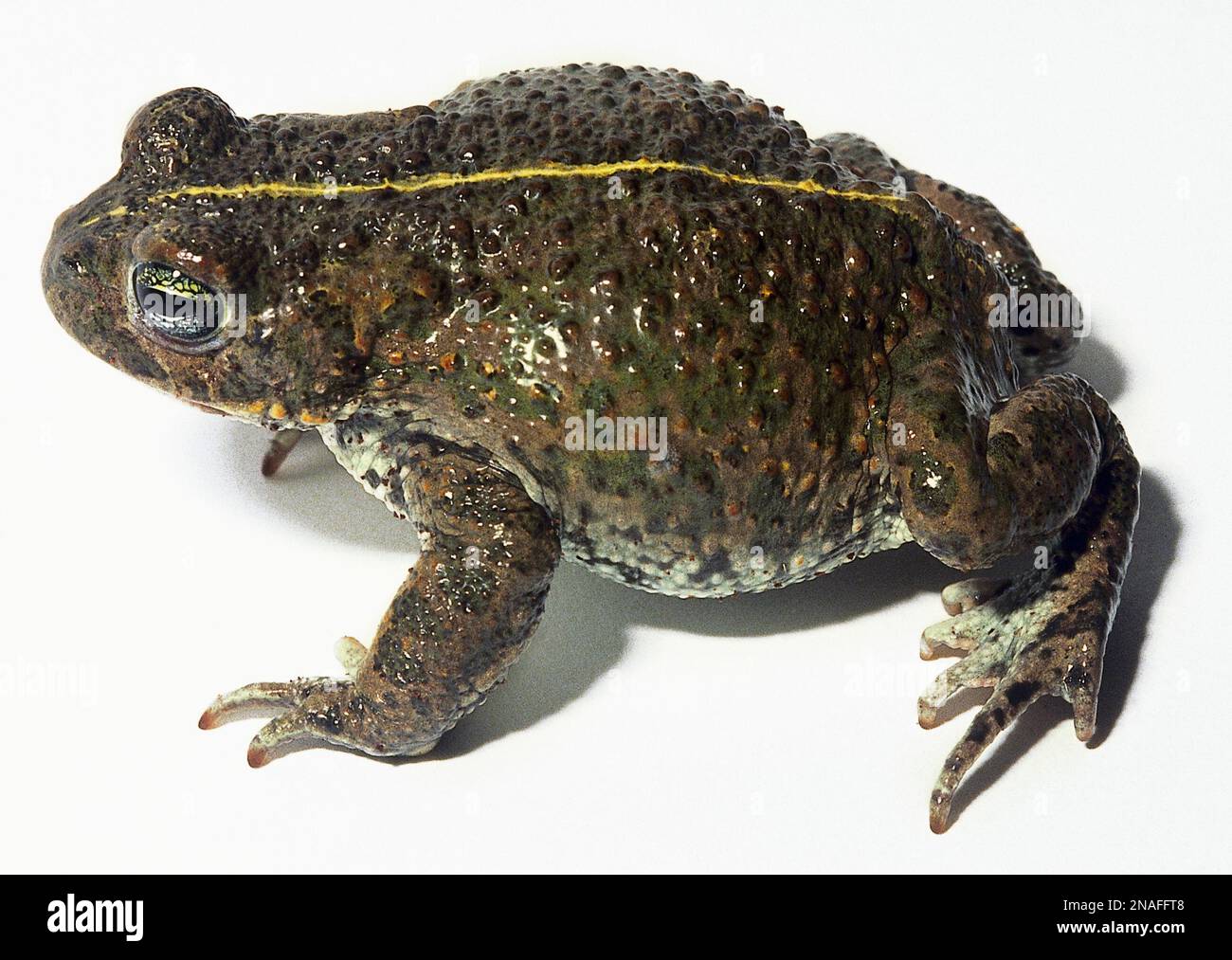 Side view of toad hi-res stock photography and images - Alamy