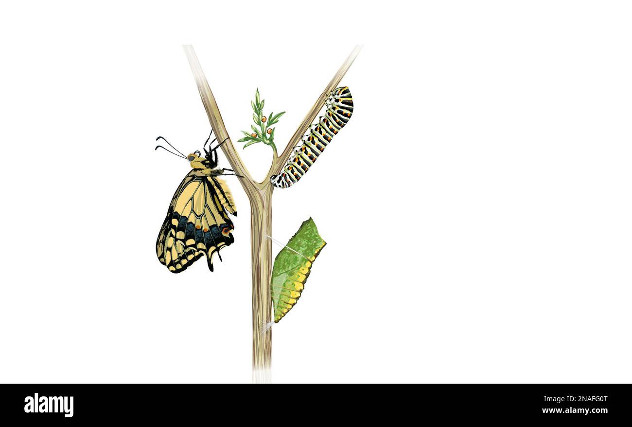 The cycle of life Stock Photo - Alamy