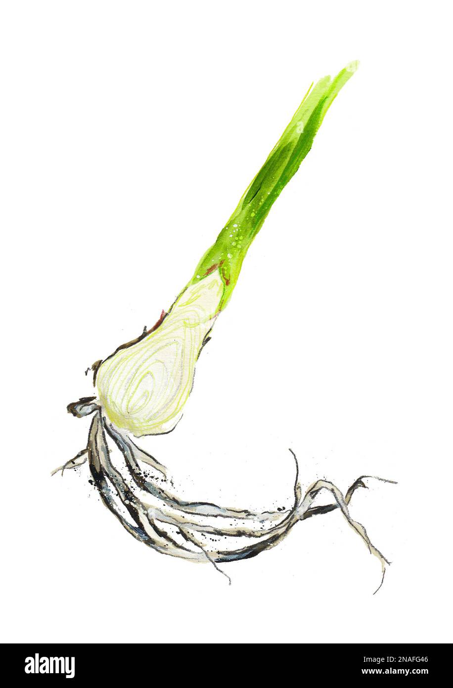 Open roots Cut Out Stock Images & Pictures - Alamy