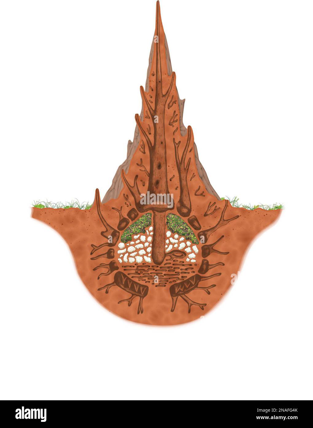 Inside the nest mound Stock Photo - Alamy