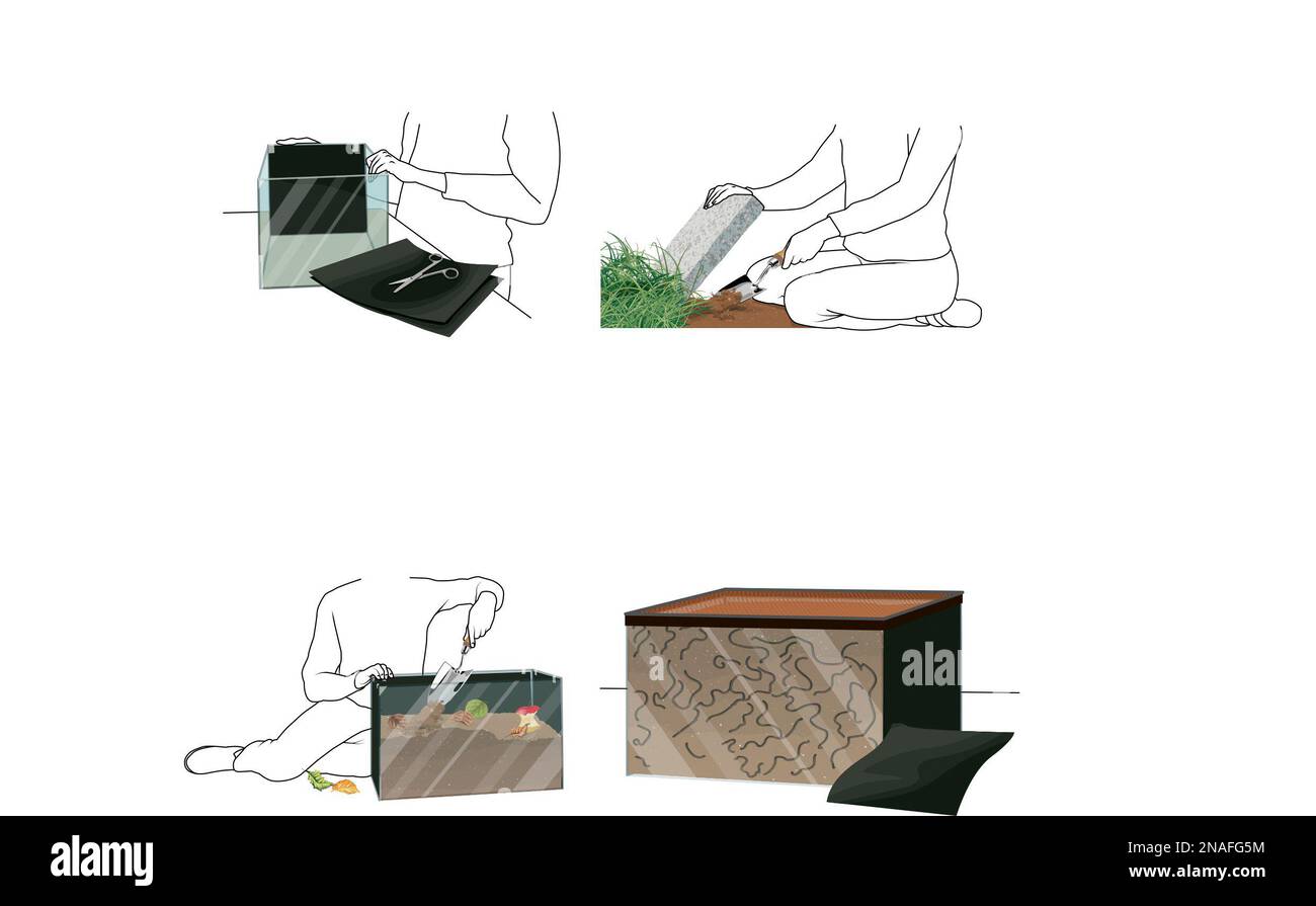 Make an ant farm Stock Photo - Alamy