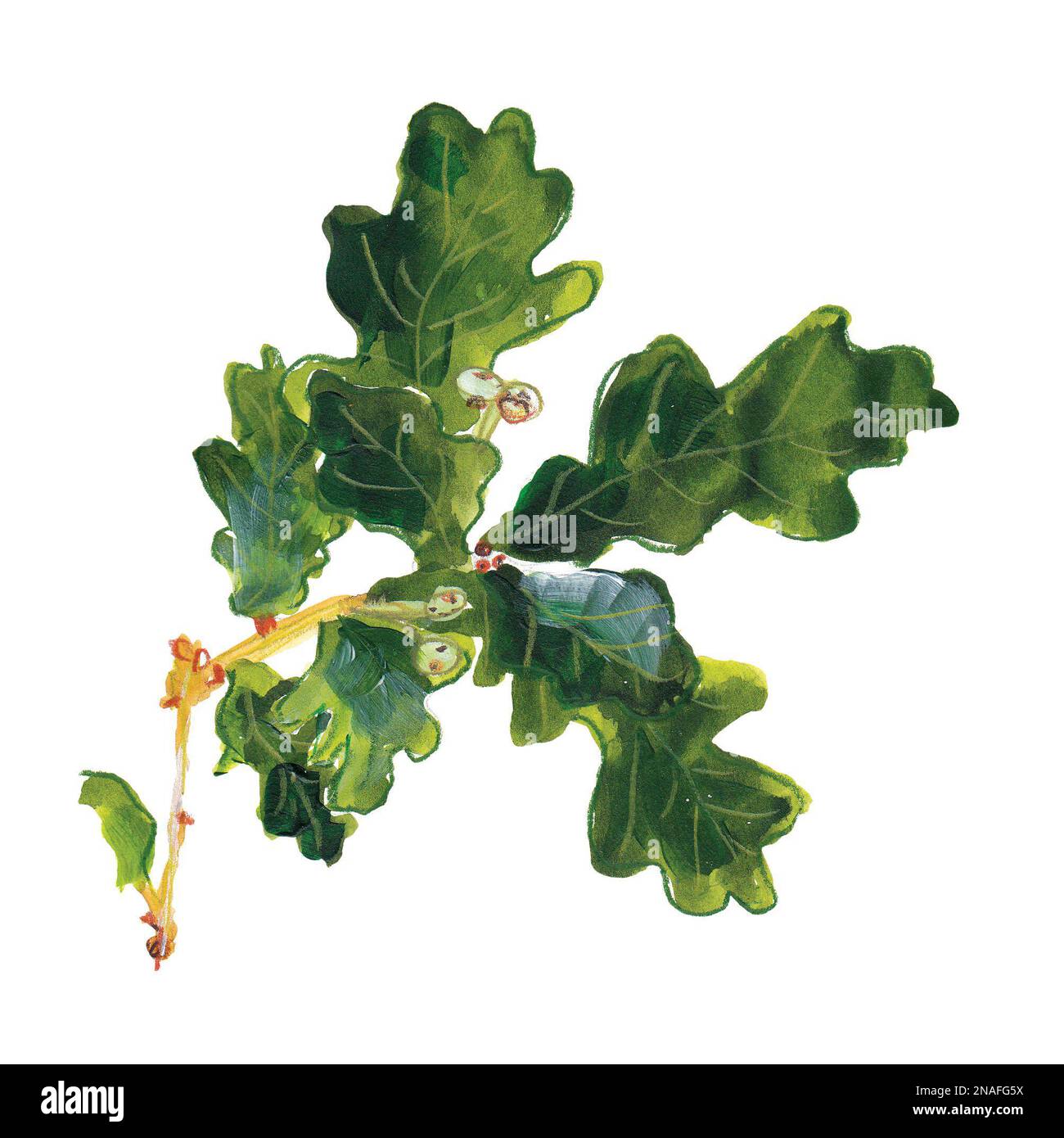 Oak leaves on a branch Stock Photo - Alamy