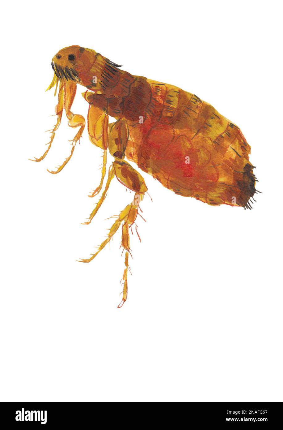Flea illustration hi-res stock photography and images - Alamy