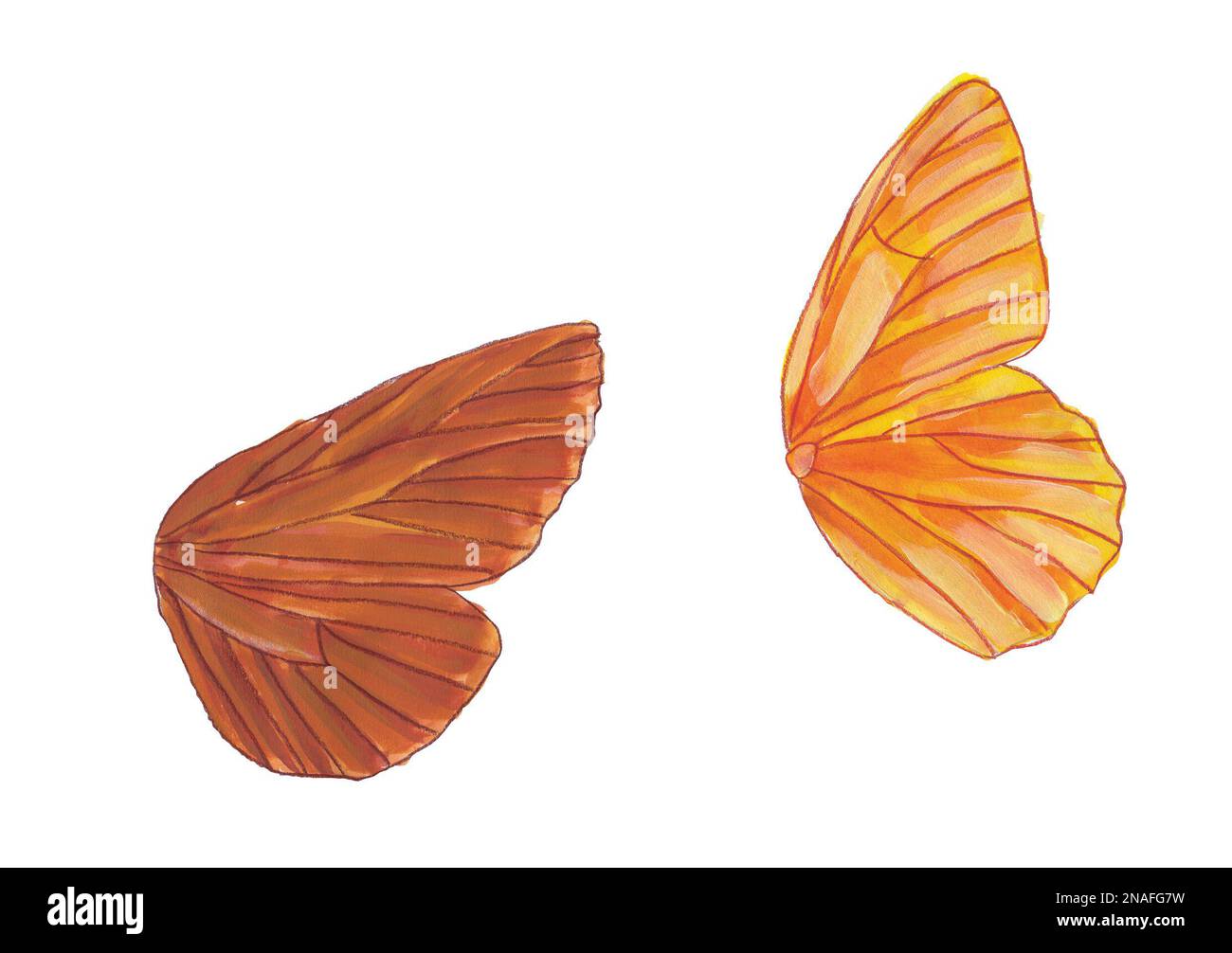 Illustration of the different vein patterns of butterfly and moth wings ...