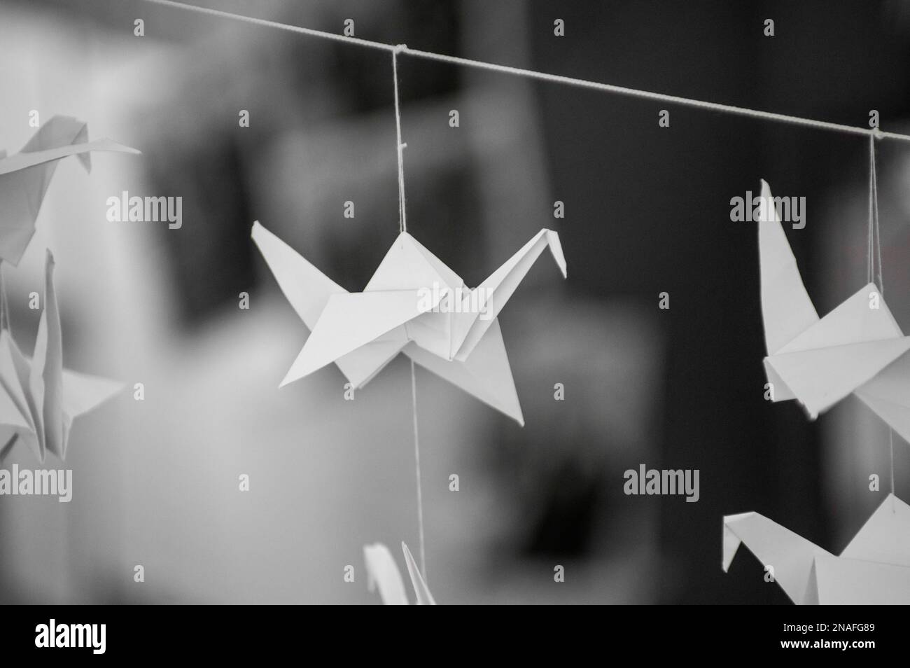 Japanese folded Origami cranes hanging on with strings. Hundreds ...