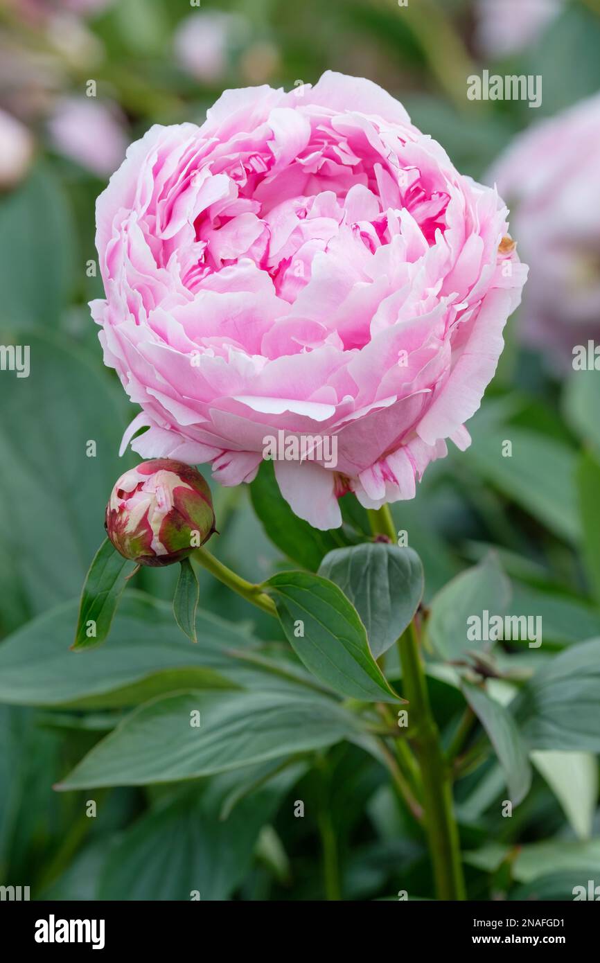 Paeonia lactiflora Sarah Bernhardt, peony Sarah Bernhardt, herbaceous ...