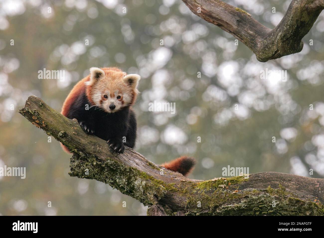A little red panda on a tree Stock Photo - Alamy