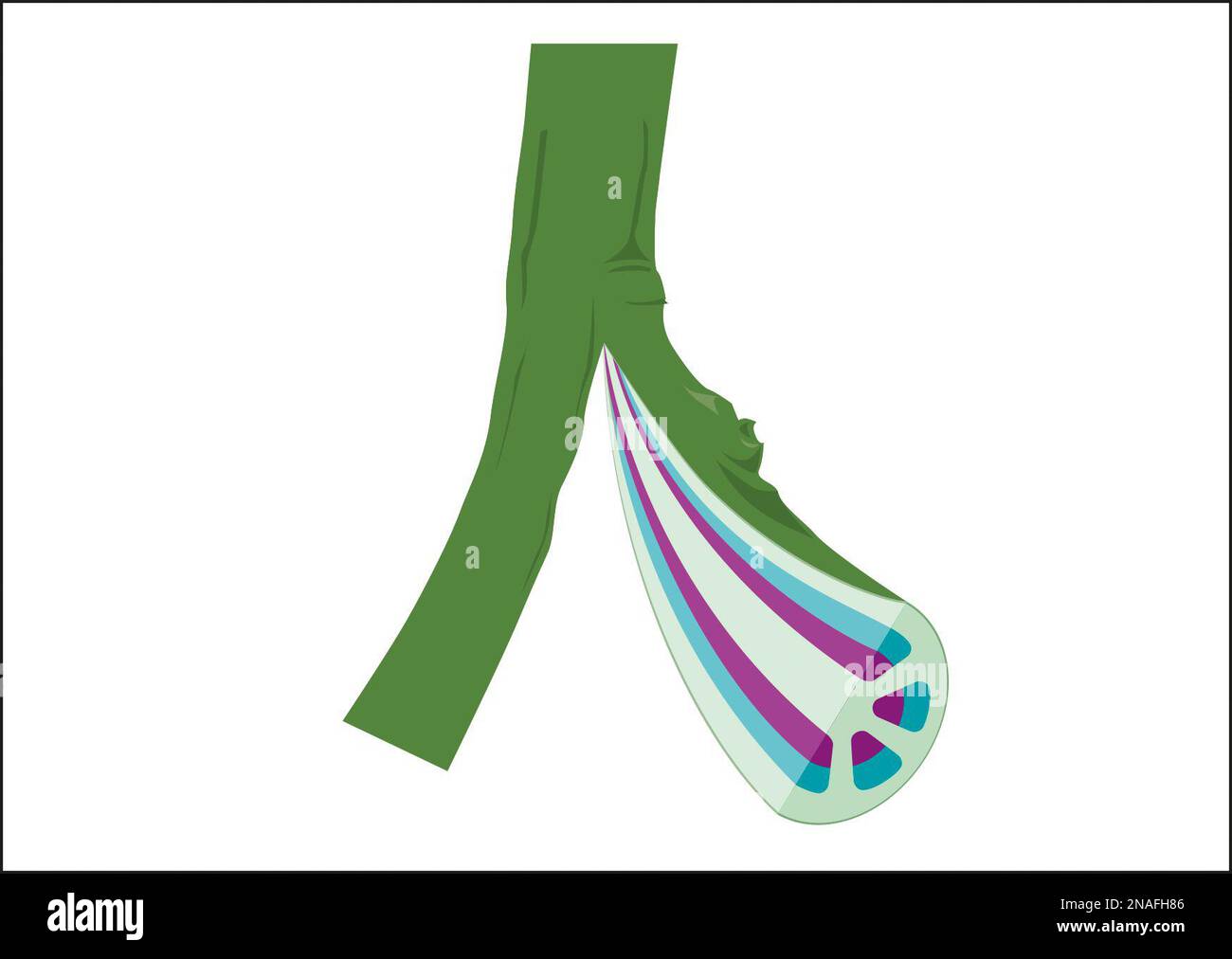 Transpiration diagram hi-res stock photography and images - Alamy