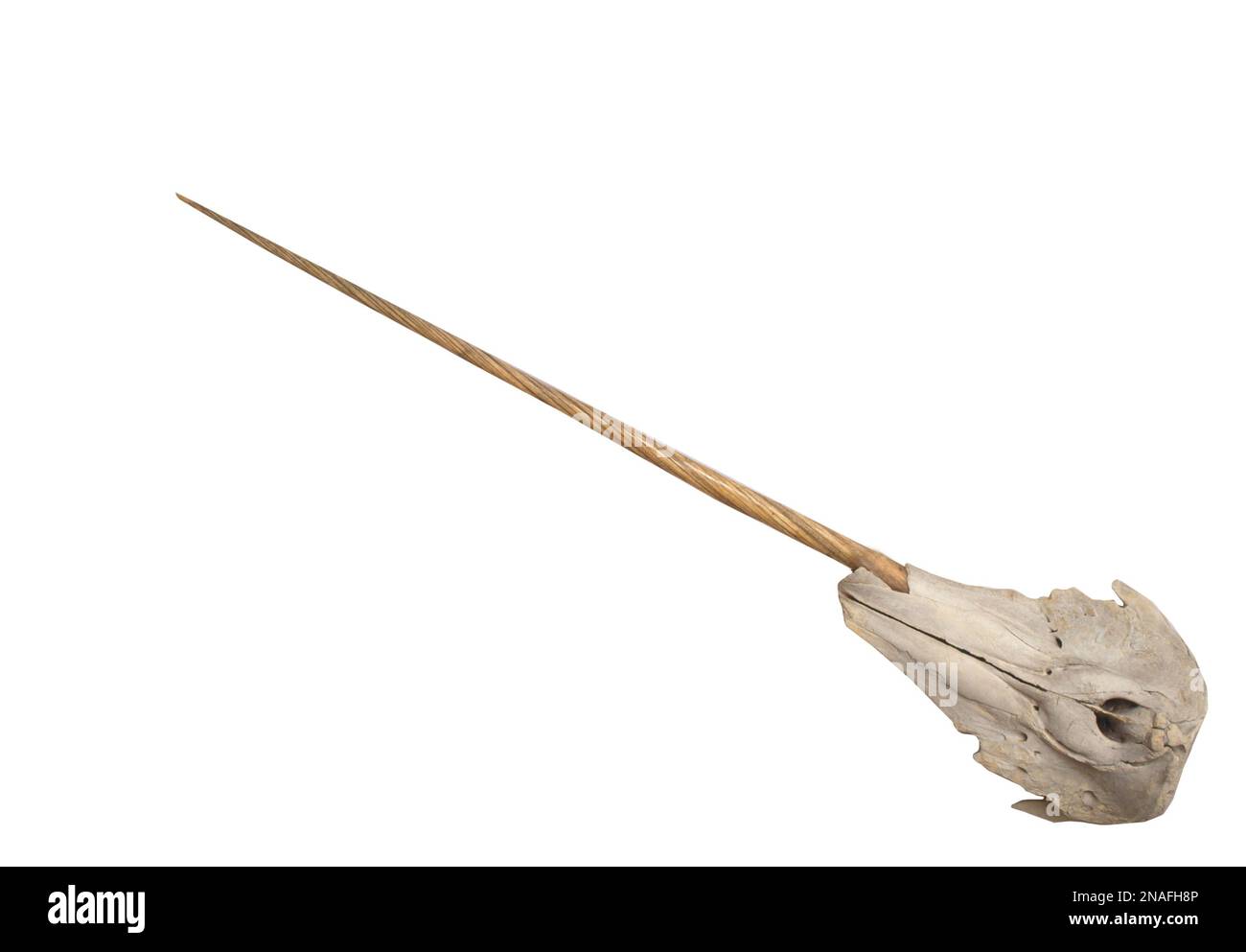 Narwhal Skull