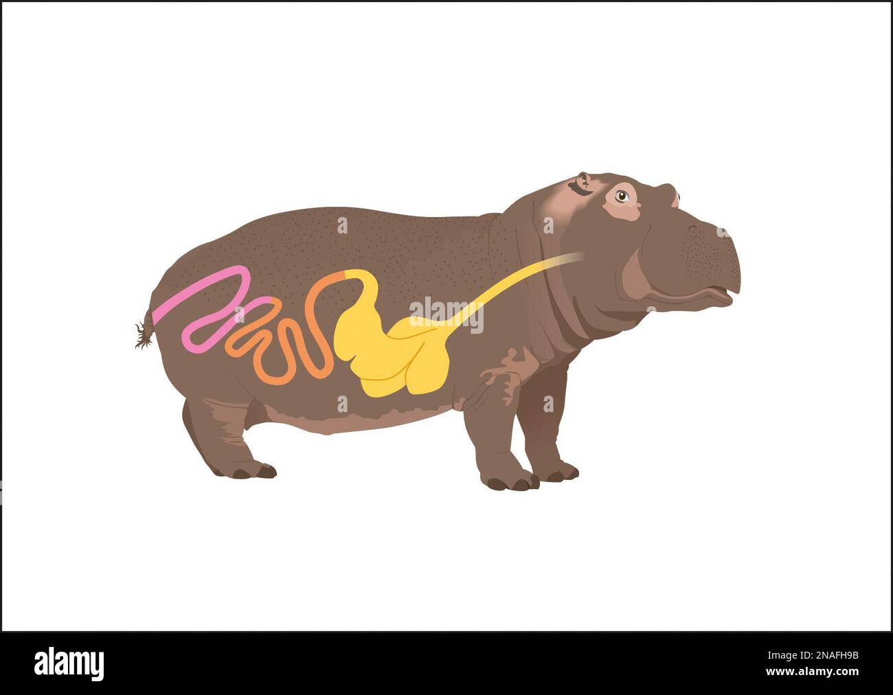 Animal digestive system hi-res stock photography and images - Alamy