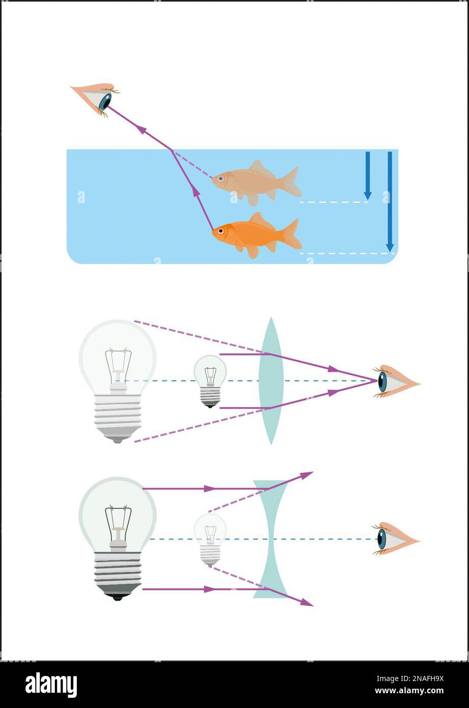 Fish eye optics hi-res stock photography and images - Alamy