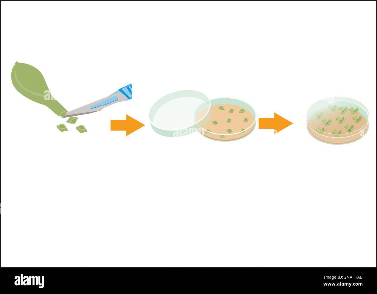 Genetics plants hi-res stock photography and images - Alamy