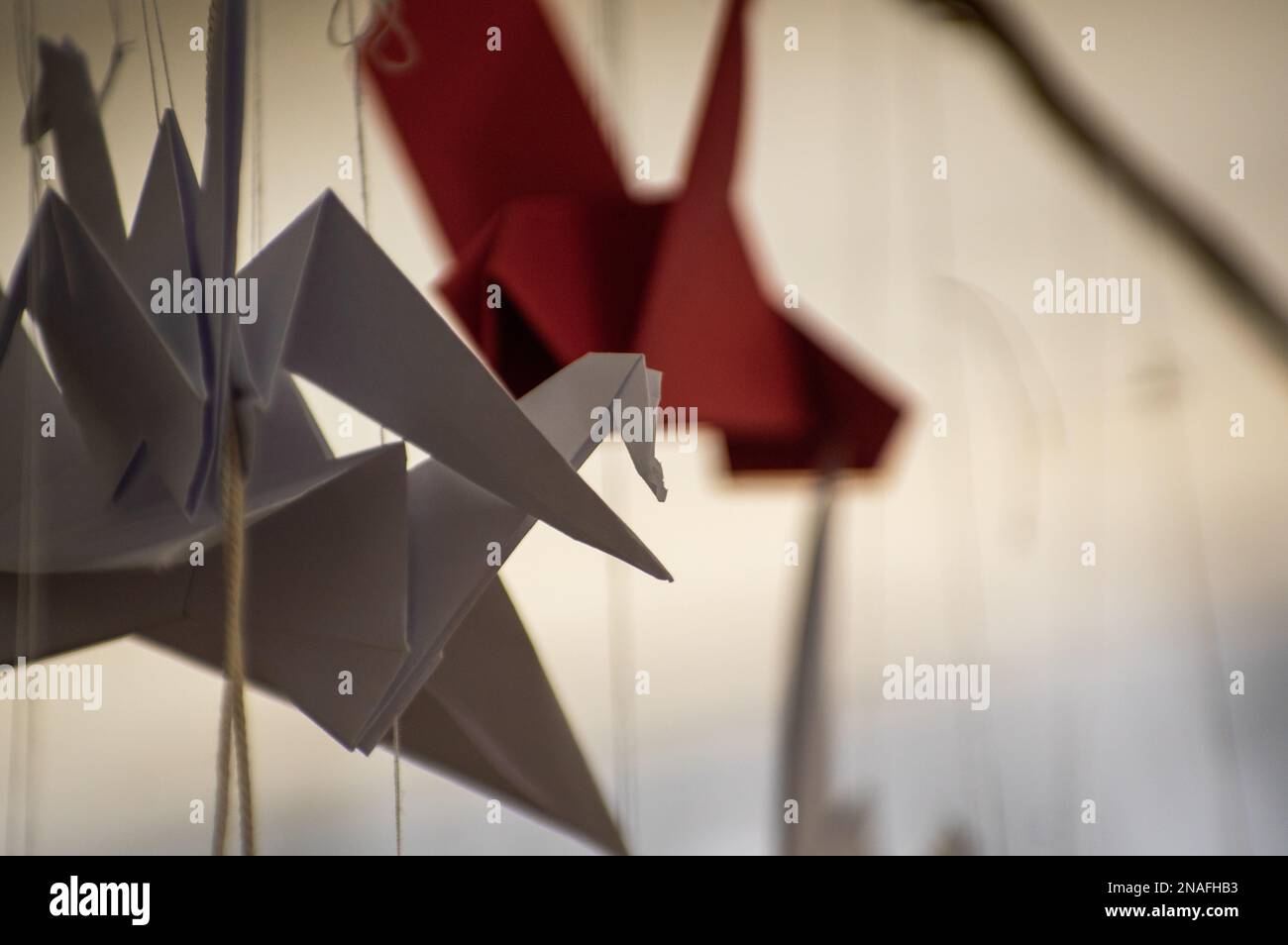 Japanese folded Origami cranes hanging on with strings. Hundreds ...