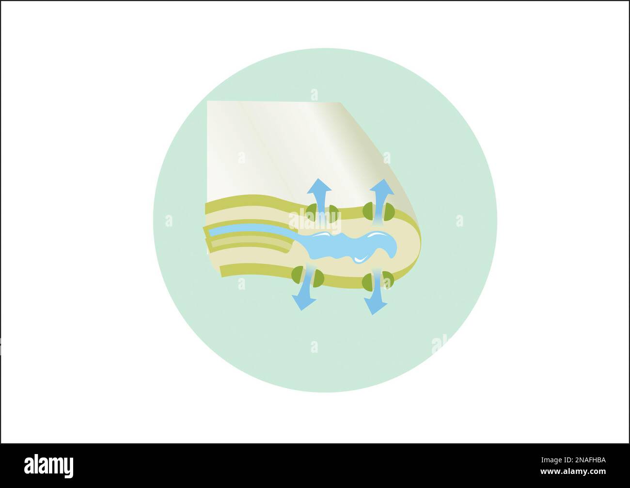 Transpiration diagram hi-res stock photography and images - Alamy