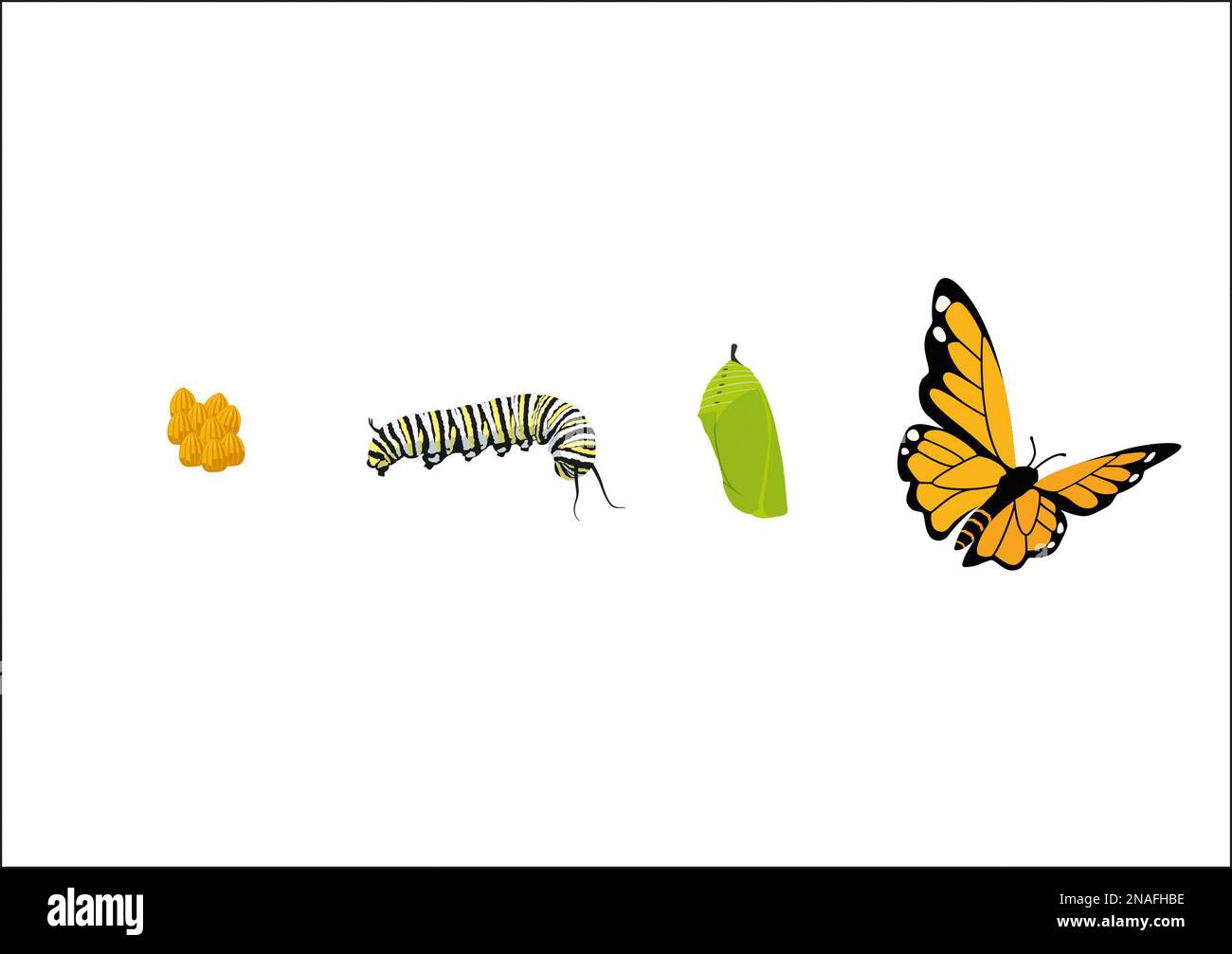 Butterfly diagram hi-res stock photography and images - Alamy