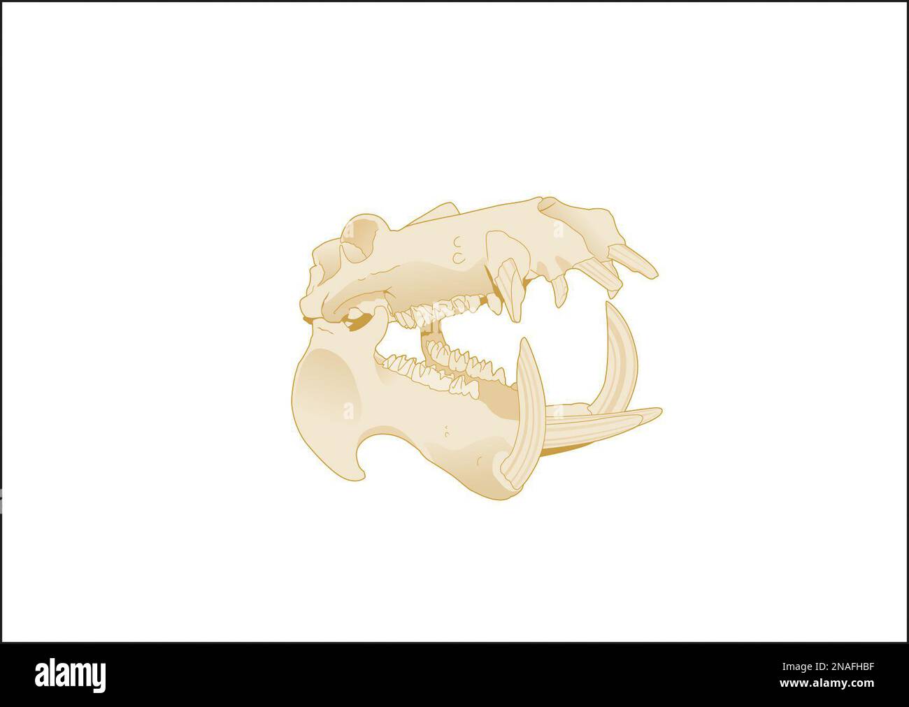 Hippo anatomy hi-res stock photography and images - Alamy