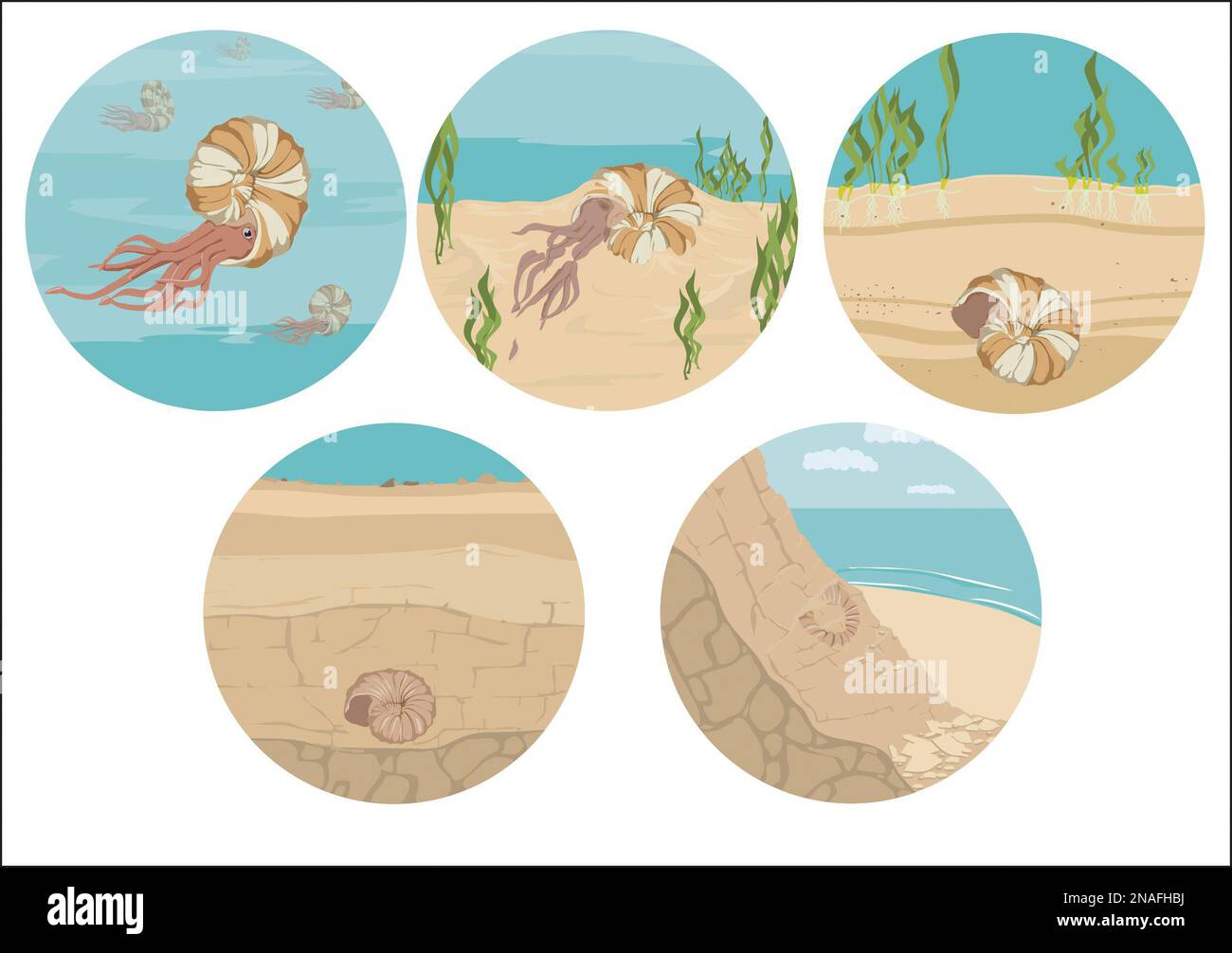 Formation of a fossil Stock Photo - Alamy