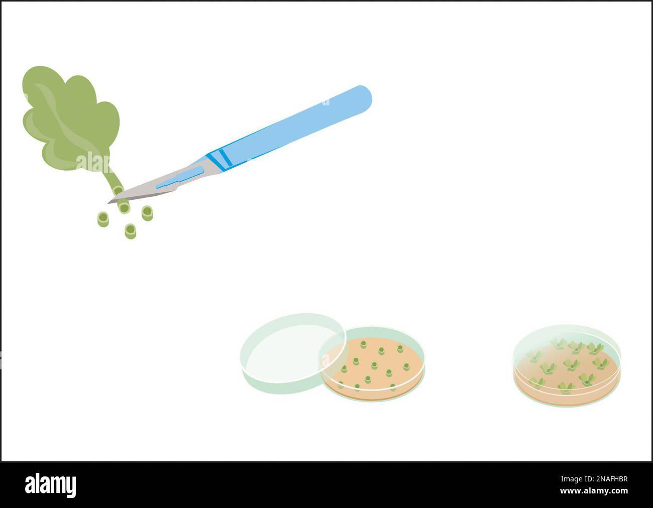 Genetics plants hi-res stock photography and images - Alamy