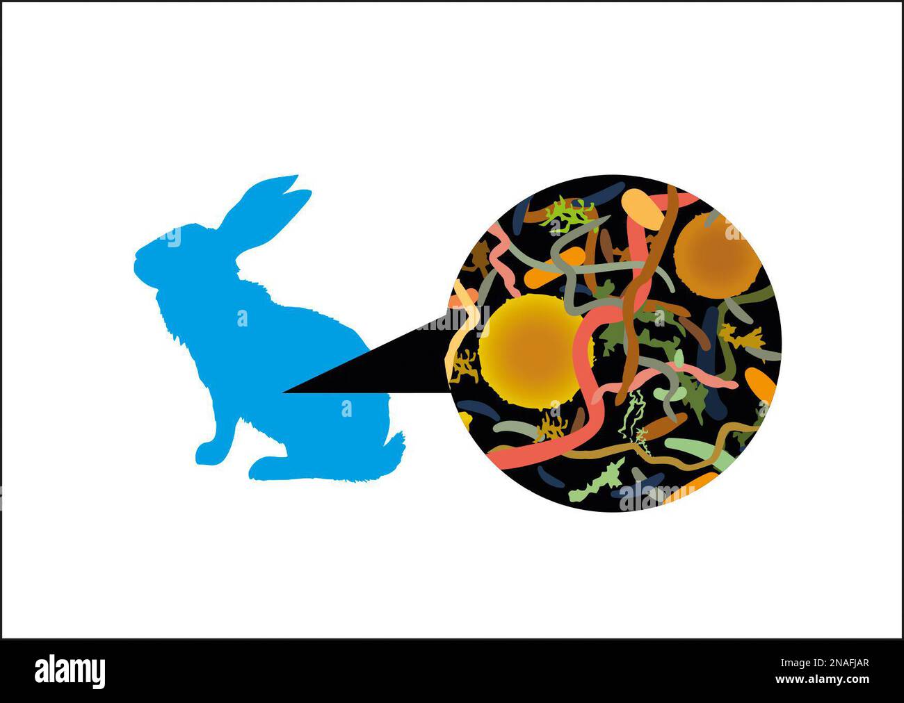 Rabbit dung bacteria Stock Photo - Alamy